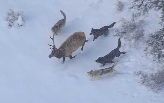 ‘This Wolf Comes as a Wolf’