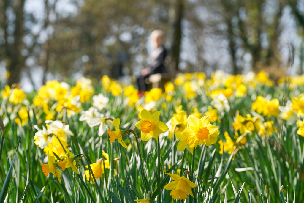 Poem of the Day: ‘To Daffodils’ | The New York Sun