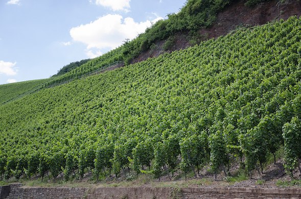 It’s Up to You: Drink Wine, Save the Mosel | The New York Sun