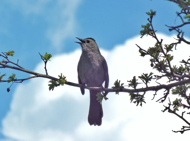 Poem of the Day: ‘Extinction of Silence’ | The New York Sun