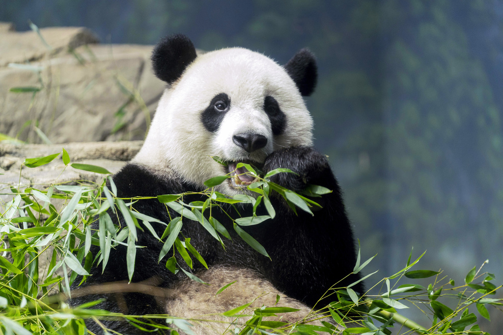It's Pandamonium: Last Remaining Pandas in America Will Soon Depart ...