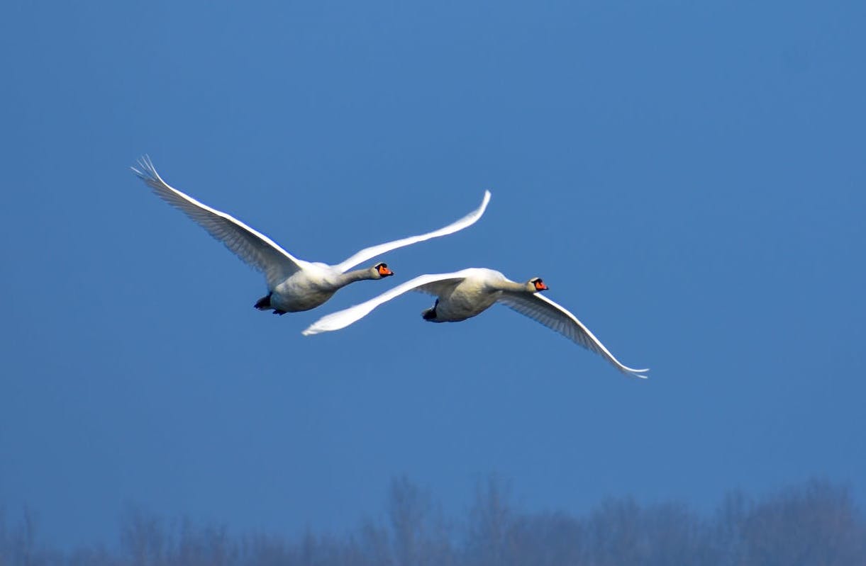 Poem of the Day: ‘The Wild Swans at Coole’ | The New York Sun