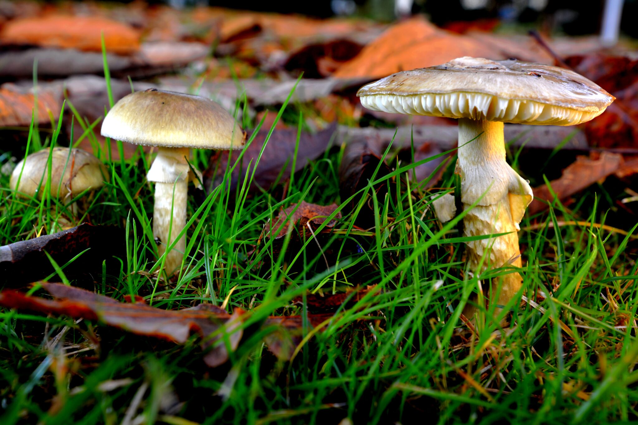 Australia Transfixed as Woman Charged With Mushroom Murder | The New ...