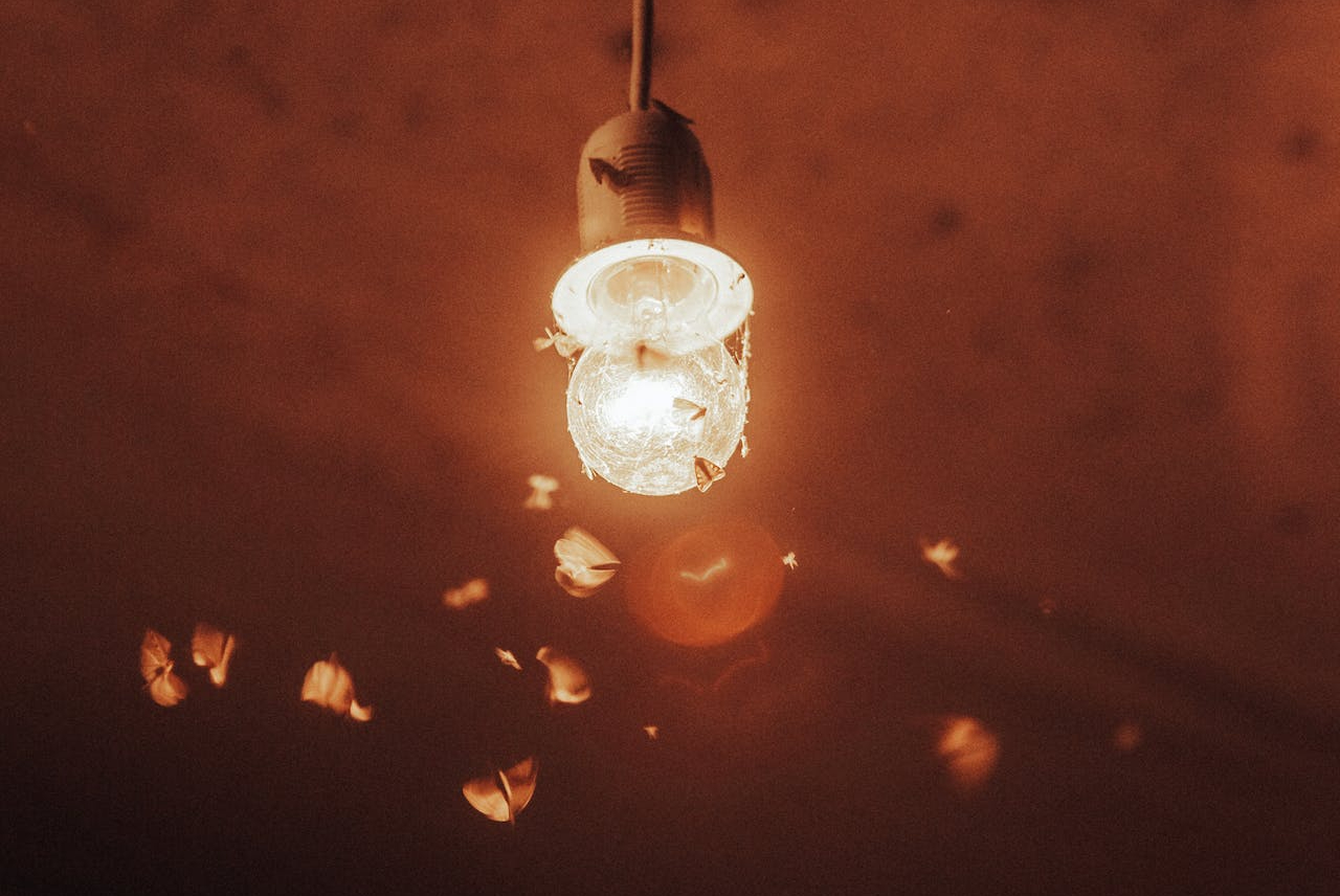 Poem of the Day: ‘The Lesson of the Moth’ | The New York Sun