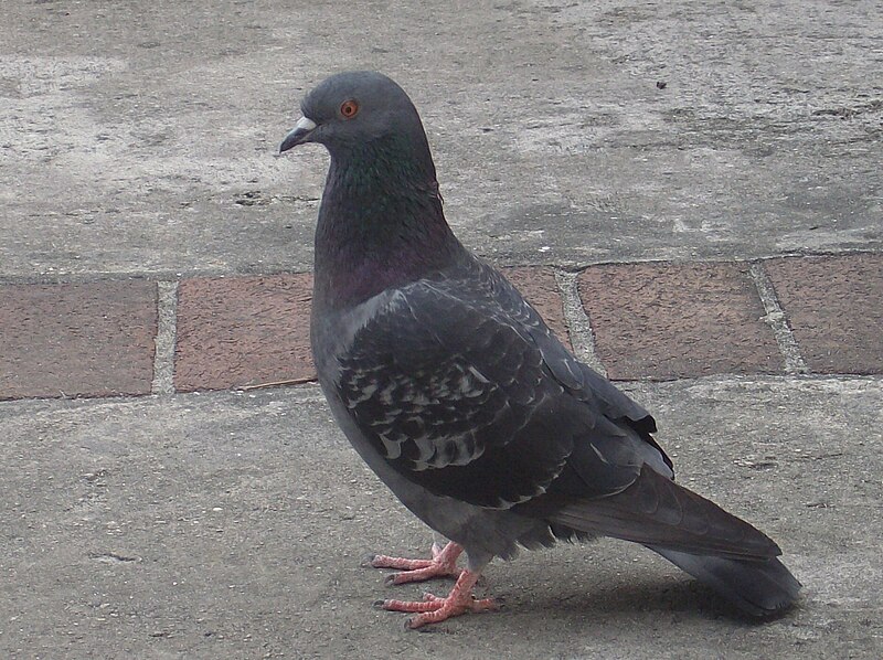 Poem of the Day: ‘By What Mistake Were Pigeons’ | The New York Sun