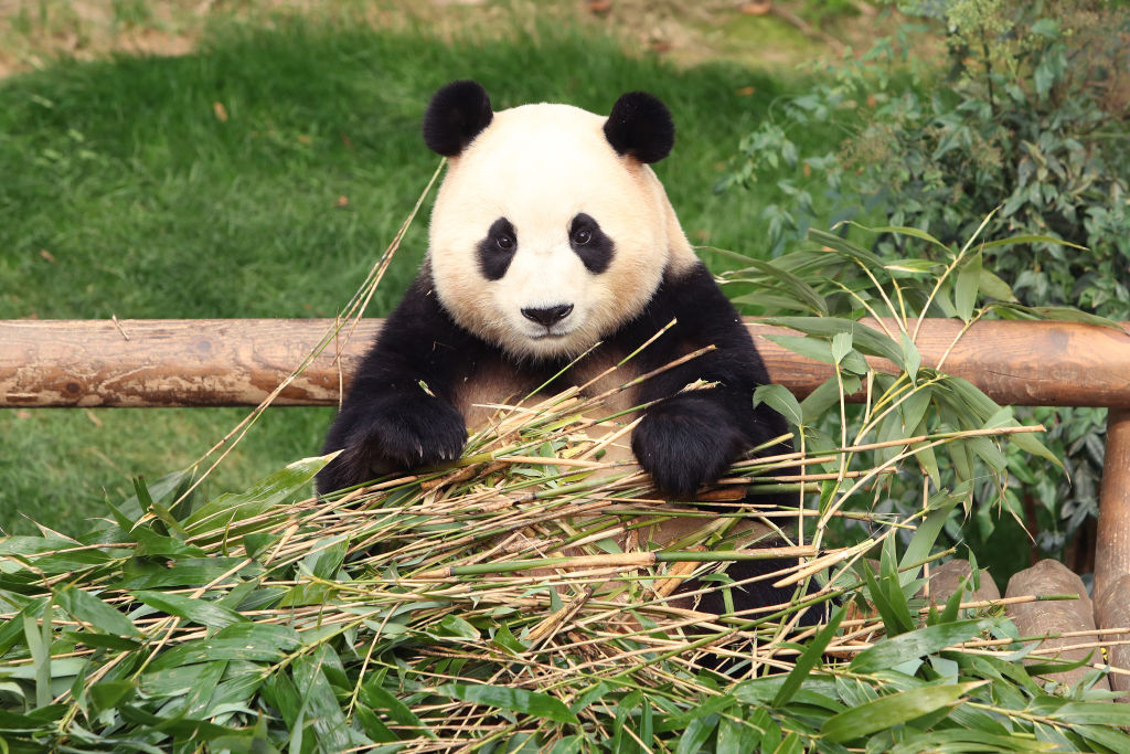 Communist China Claims All Pandas in the World, Which Illuminates a ...