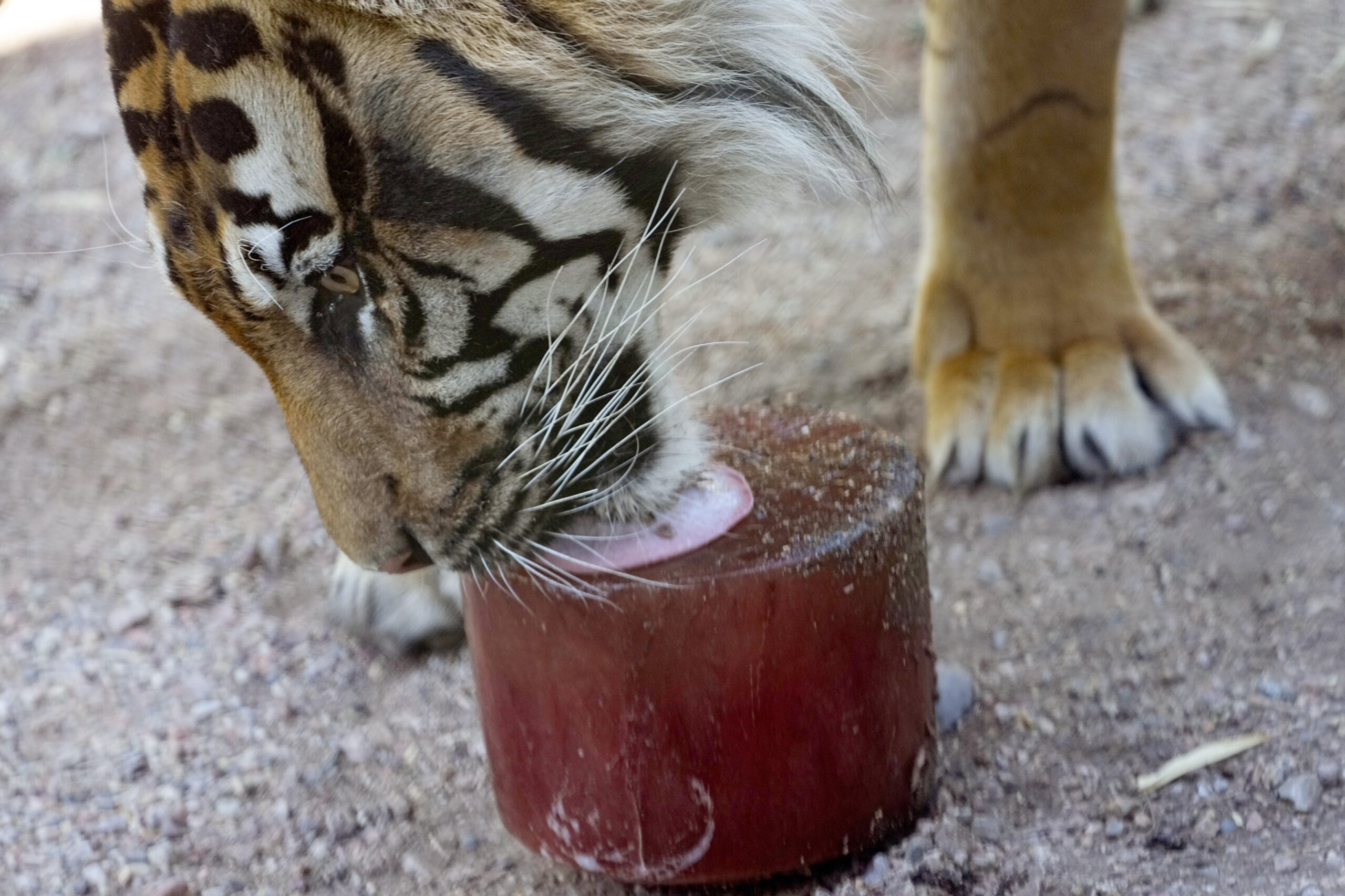 Border Officers in Texas on High Alert After Bengal Tiger Escapes ...