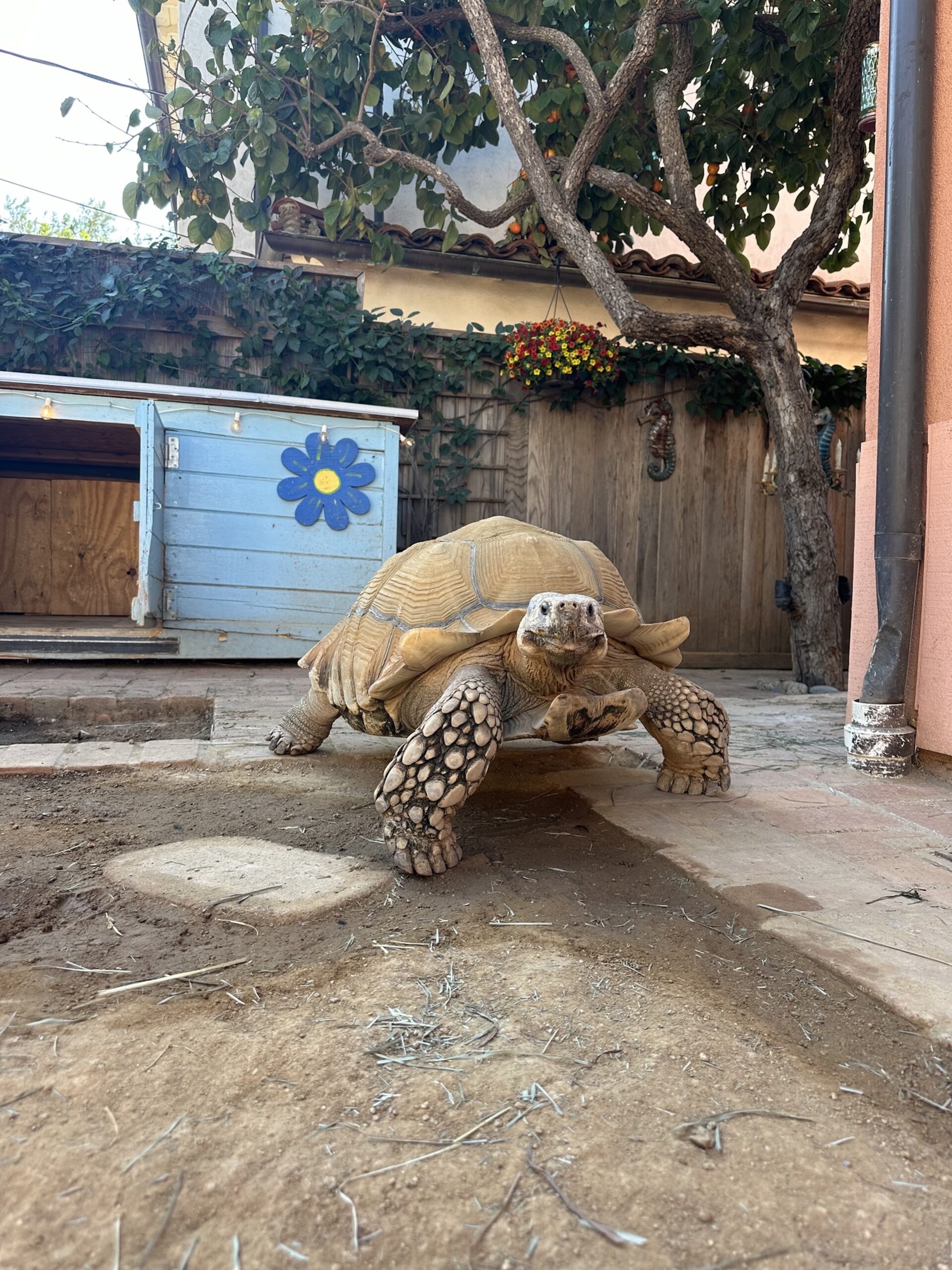 Tortoise’s Terrifying Escape From Palisades Wildfire, Moments Before ...