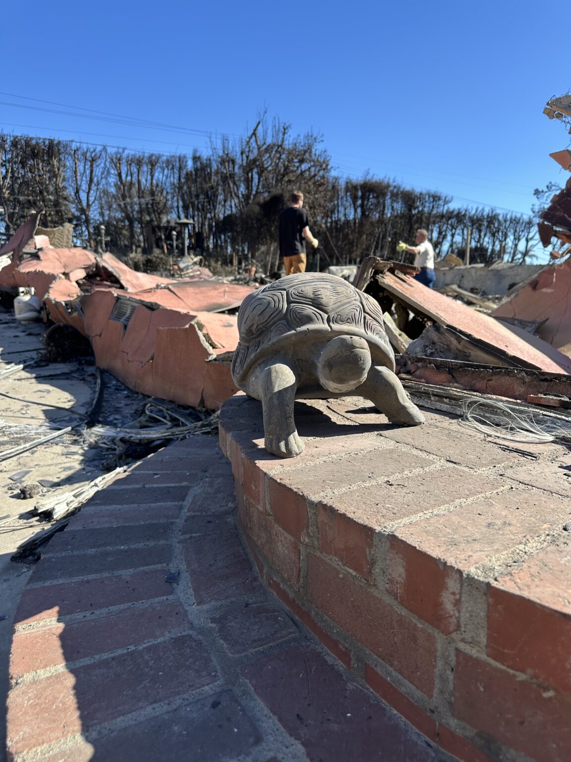 Tortoise’s Terrifying Escape From Palisades Wildfire, Moments Before ...