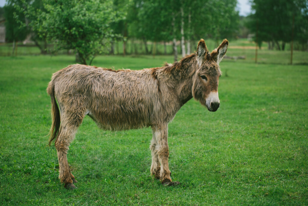 Russia’s Army, Running Out of Vehicles, Resorts to Donkeys | The New ...