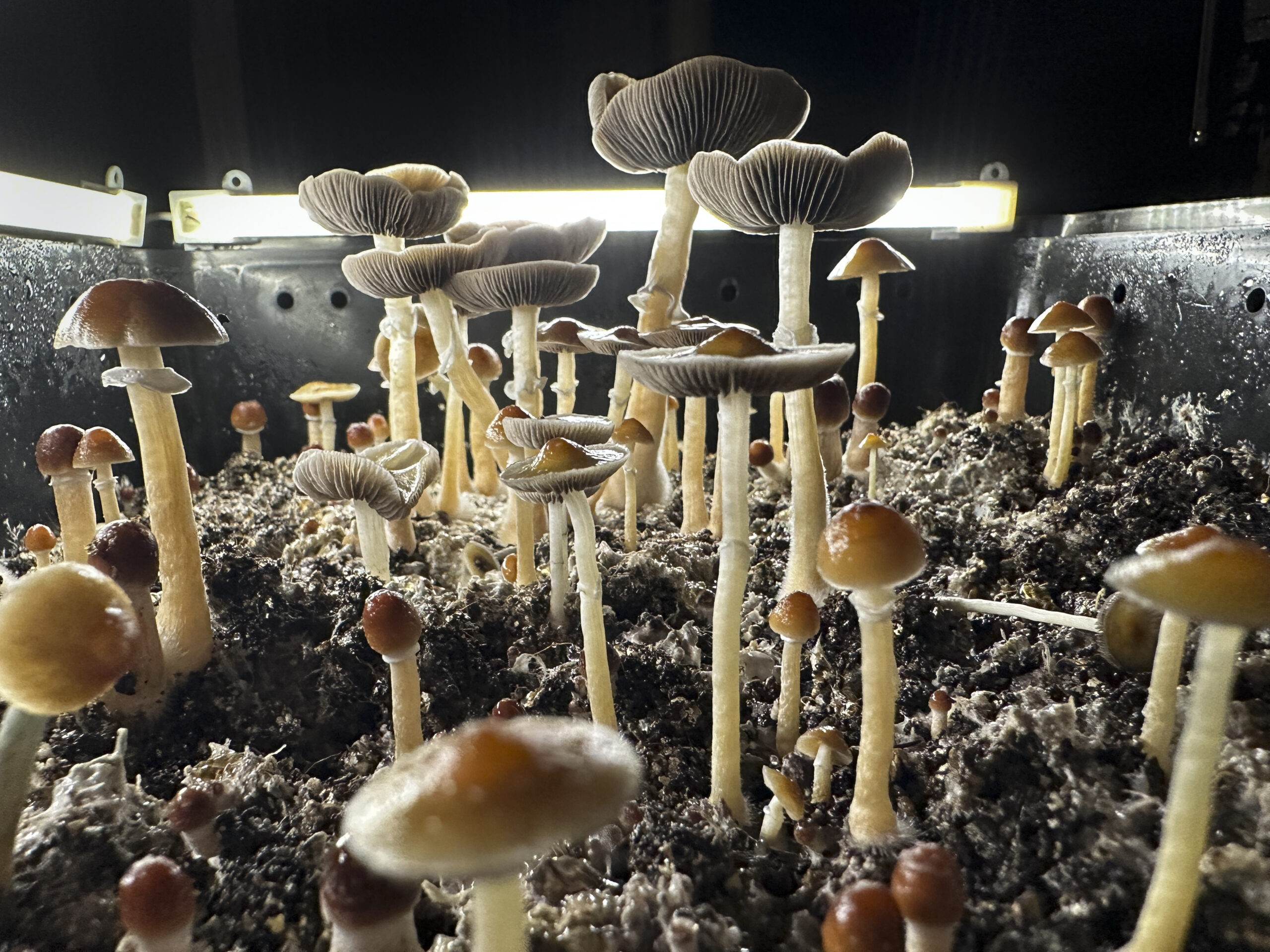 Magic Mushroom Compound Reverses Chronic Pain and Depression in Mice ...